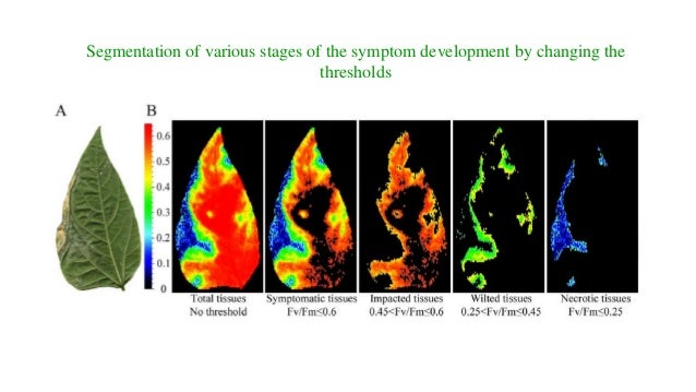 High throughput field phenotyping for plant breeding