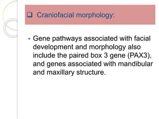 Phenotypes of OSA | PPTX