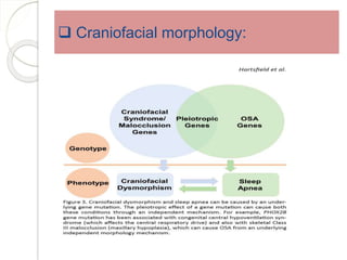 Phenotypes of OSA | PPTX