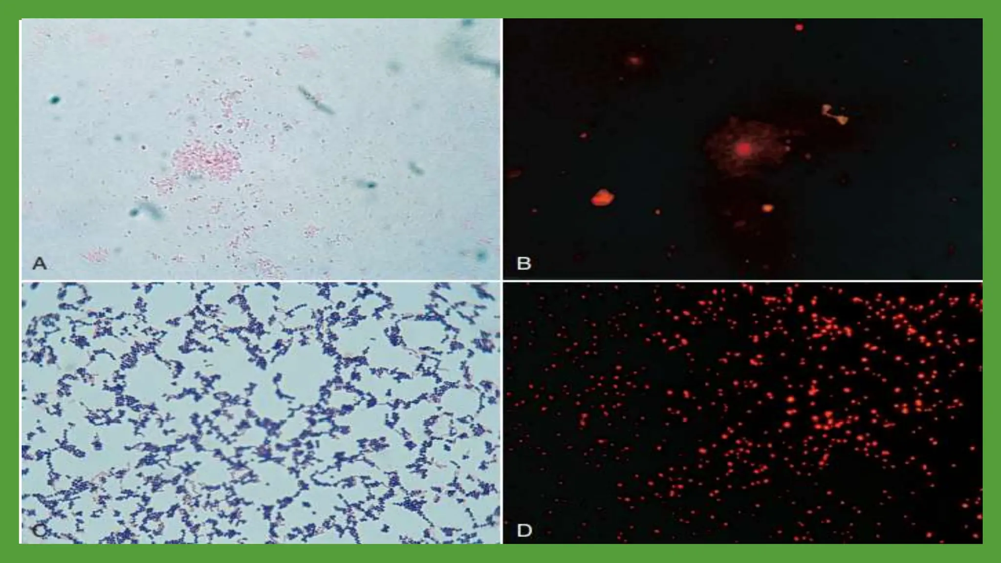 PHENOTYPIC METHODS OF Bacterial identification- conventional ...