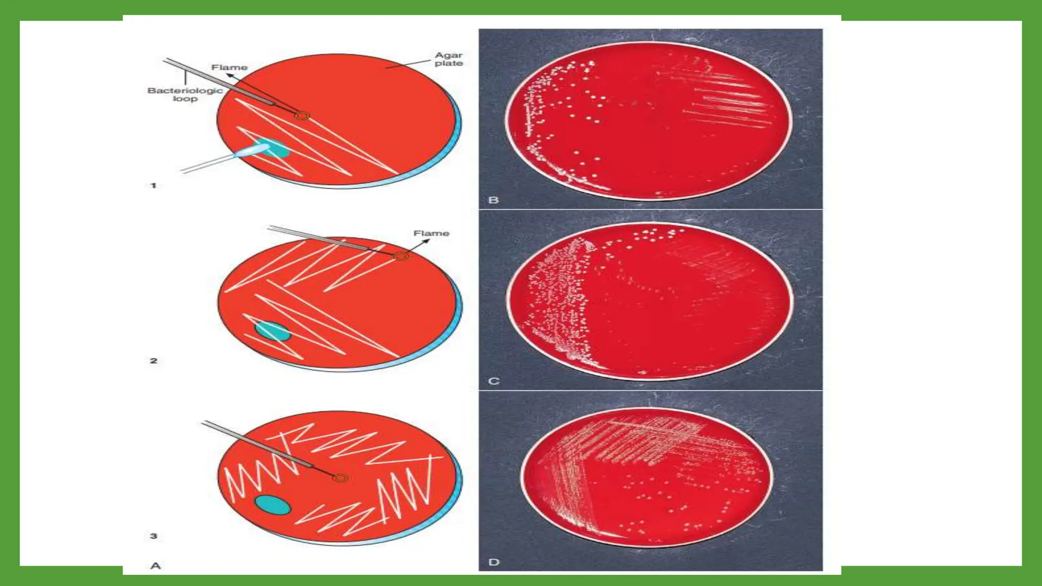 PHENOTYPIC METHODS OF Bacterial identification- conventional ...