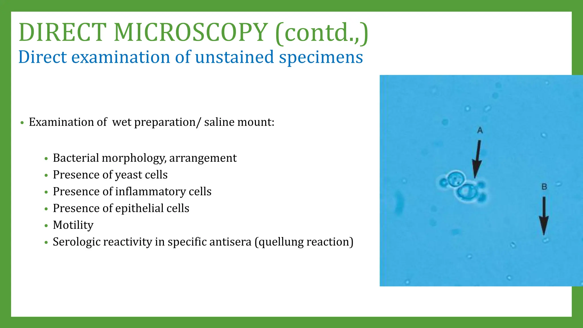 Phenotypic Methods Of Bacterial Identification Conventional And Automatedpptx Infectious
