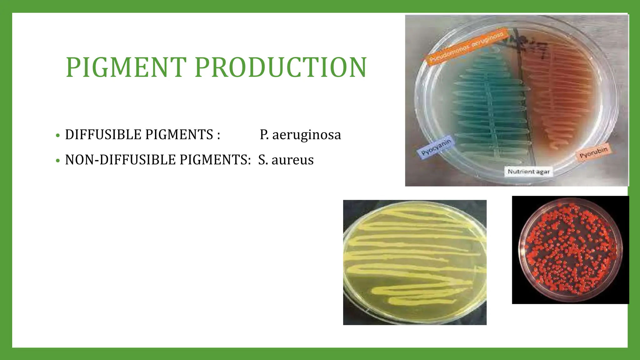 PHENOTYPIC METHODS OF Bacterial identification- conventional ...