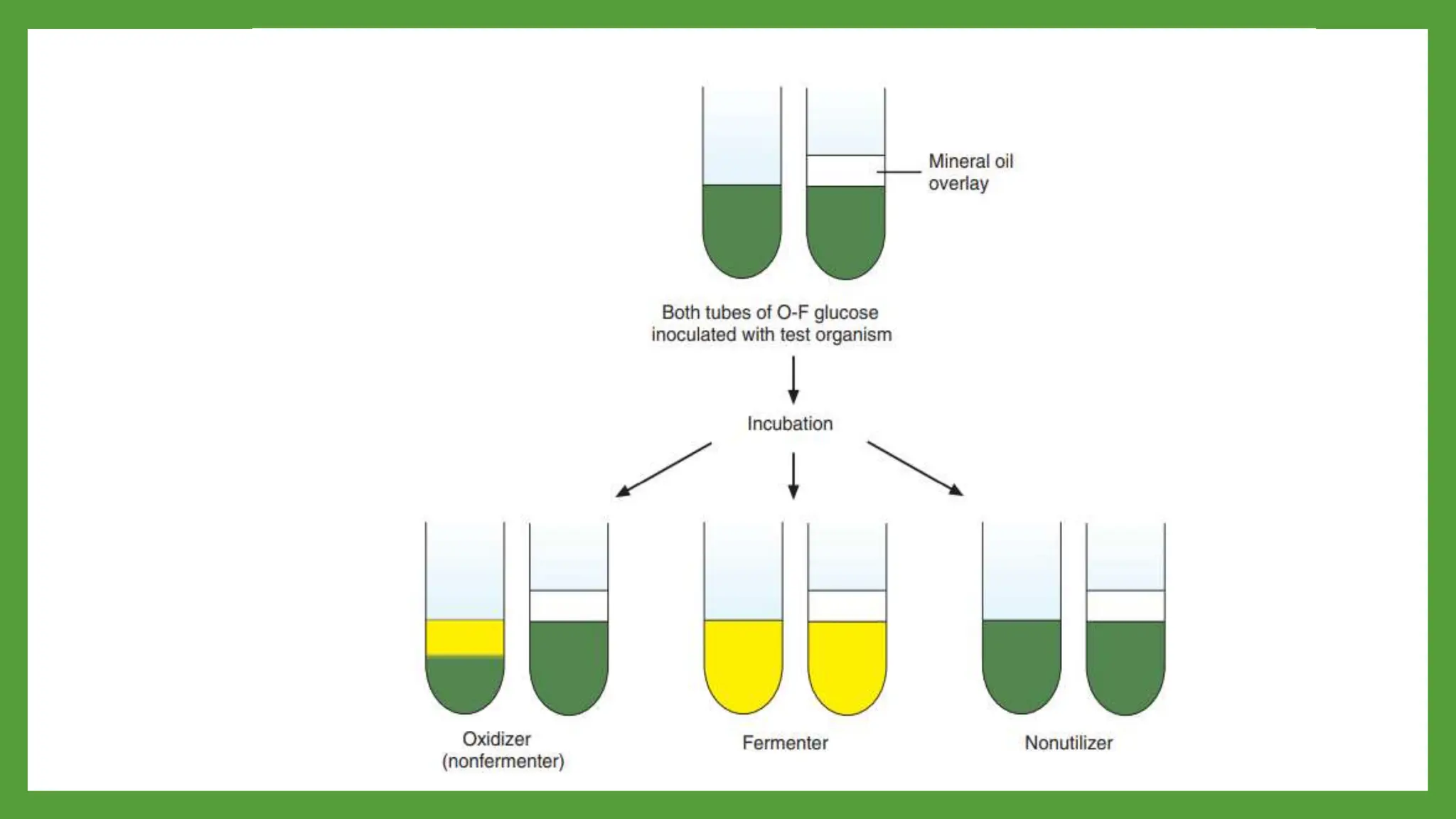 PHENOTYPIC METHODS OF Bacterial identification- conventional ...