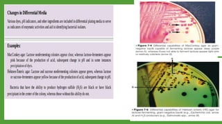 PHENOTYPIC METHODS OF Bacterial identification- conventional ...