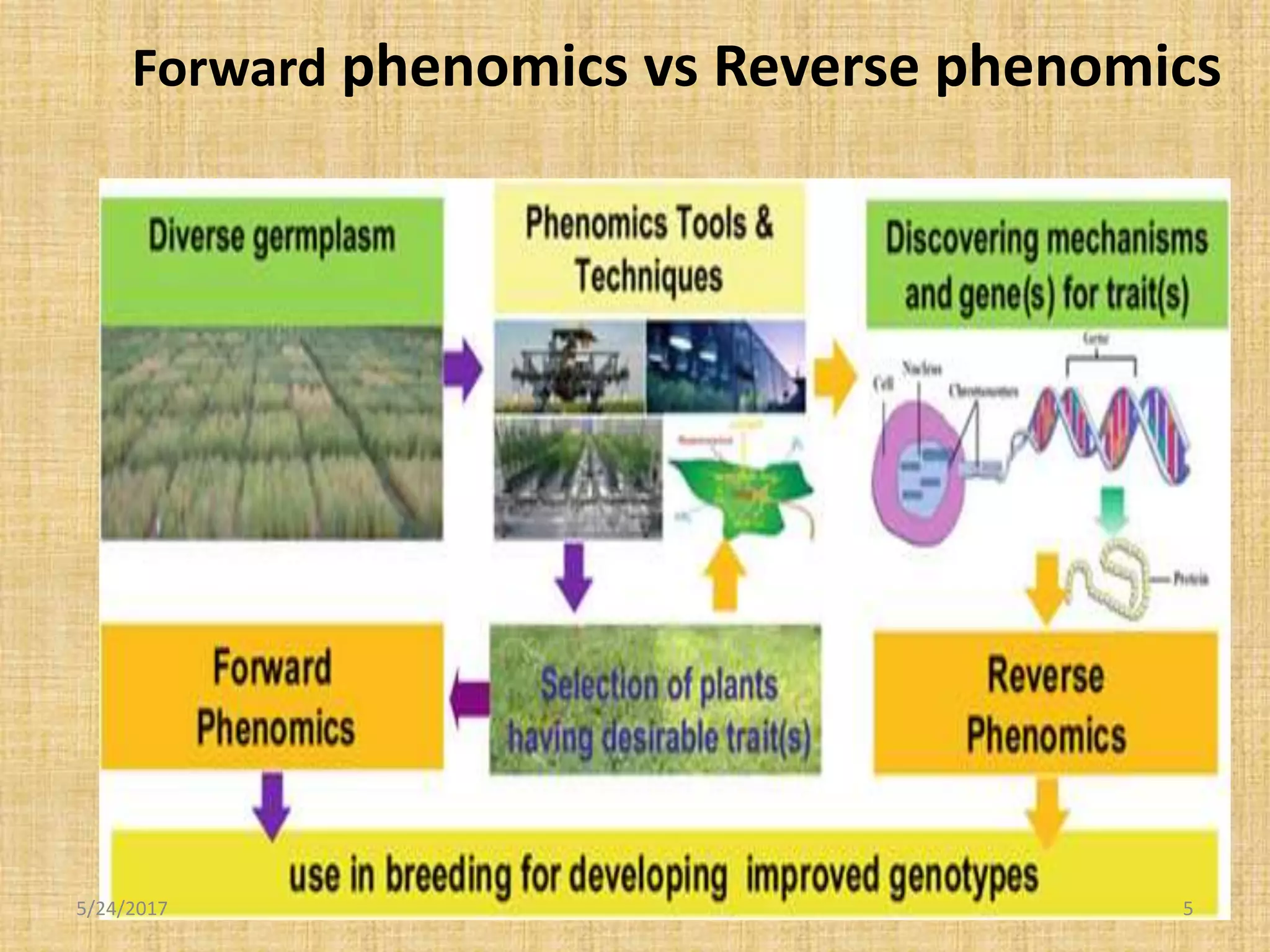 HIGH-THROUGHPUT PHENOTYPING | PPTX