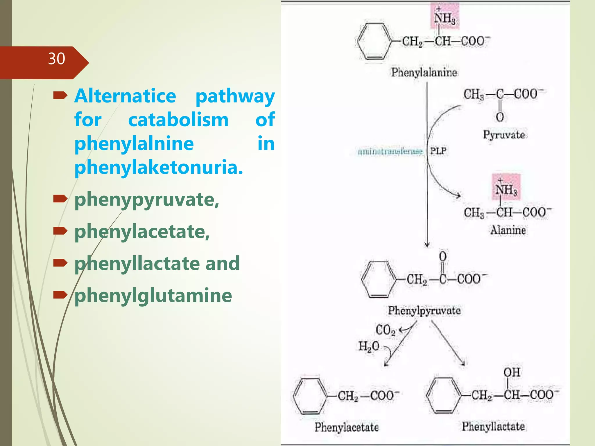 Phenylalanine & tyrosine amino acid metabolism | PPTX