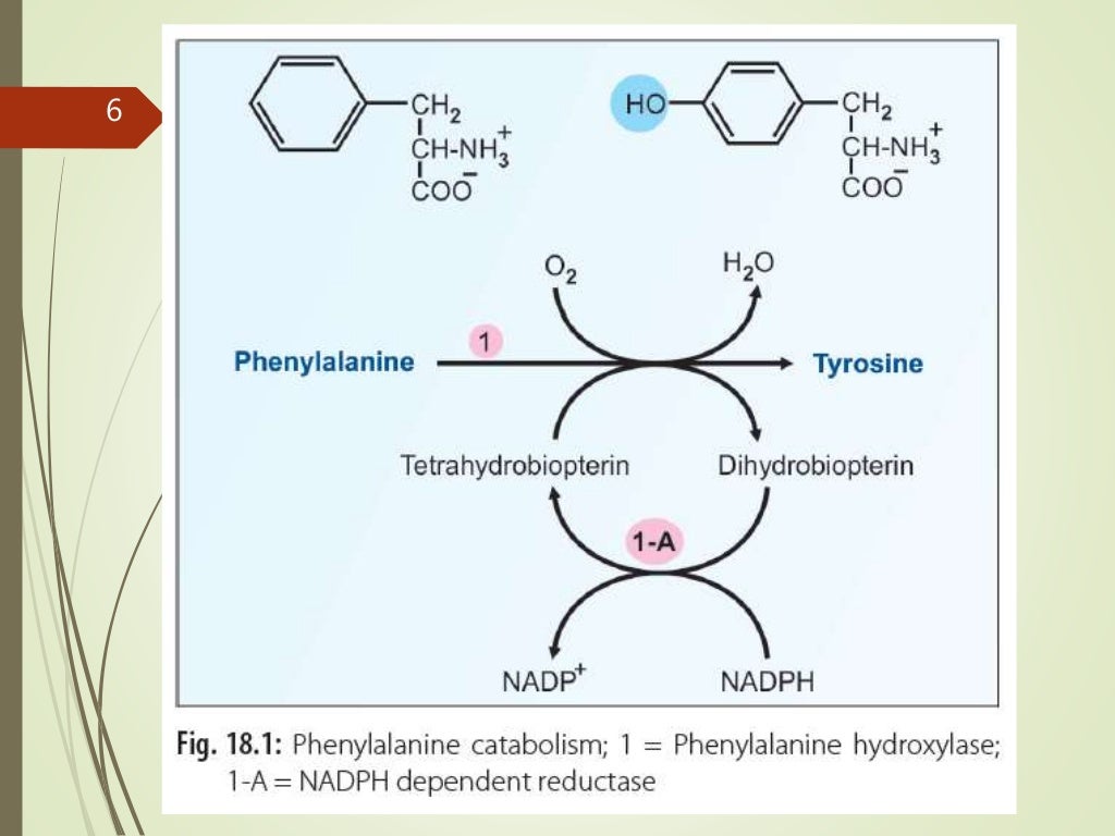 Phenylalanine & tyrosine amino acid metabolism