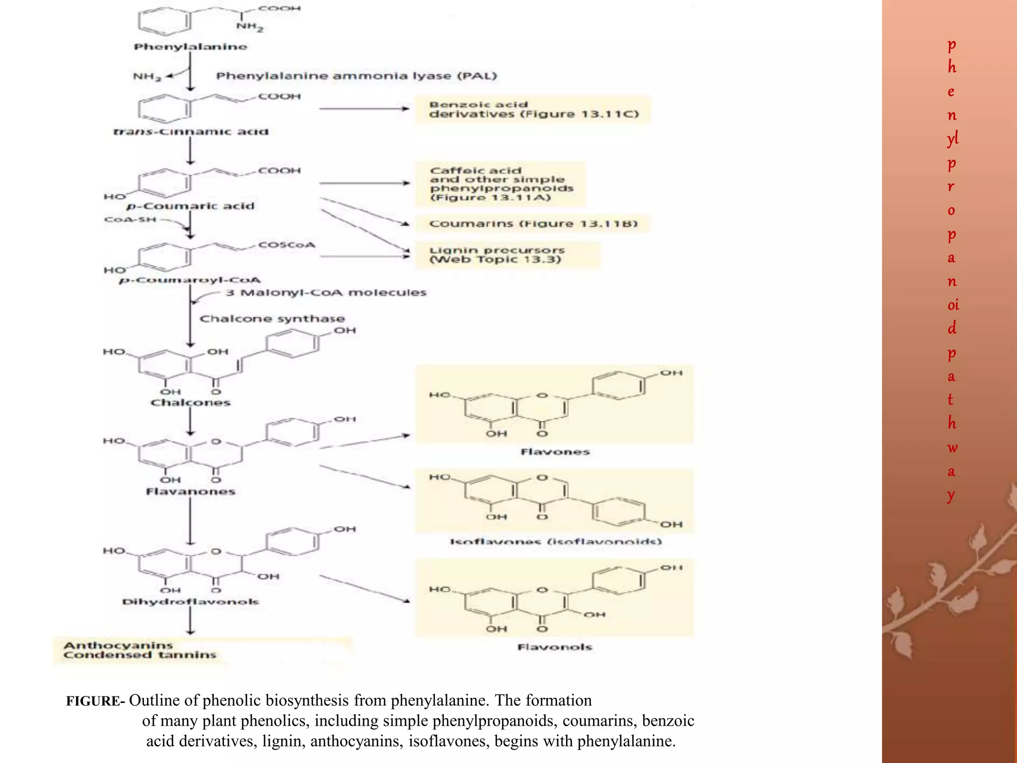 Phenyl propanoid pathway by kk sahu sir | PPTX