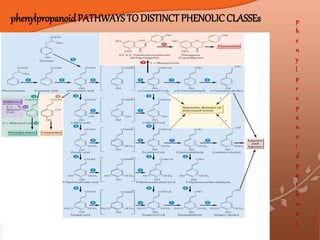 Phenyl propanoid pathway by kk sahu sir | PPTX