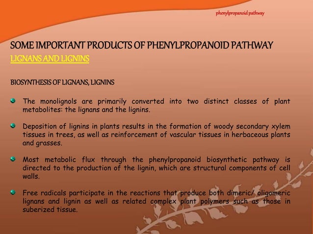 Phenyl propanoid pathway by kk sahu sir | PPTX | Endocrine and ...