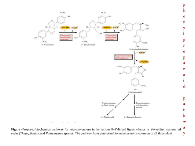 Phenyl propanoid pathway by kk sahu sir | PPTX | Endocrine and ...