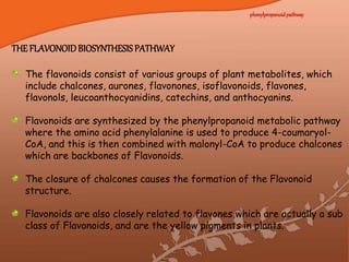 Phenyl propanoid pathway by kk sahu sir | PPTX