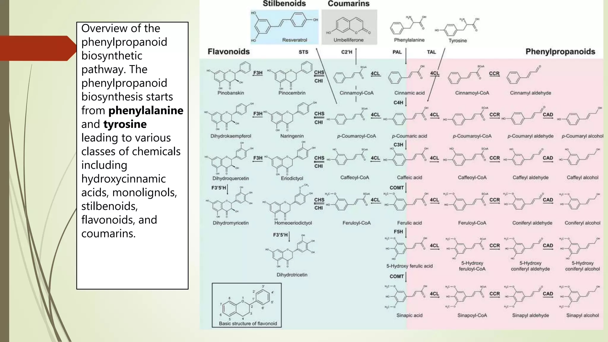Phenylpropanoids ( Flavonoids, coumarin, lignan ) | PPTX