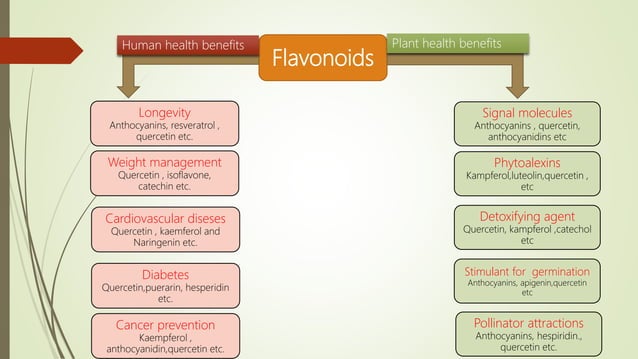 Phenylpropanoids ( Flavonoids, coumarin, lignan ) | PPTX