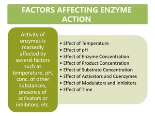 ph enzymes2 .pptx