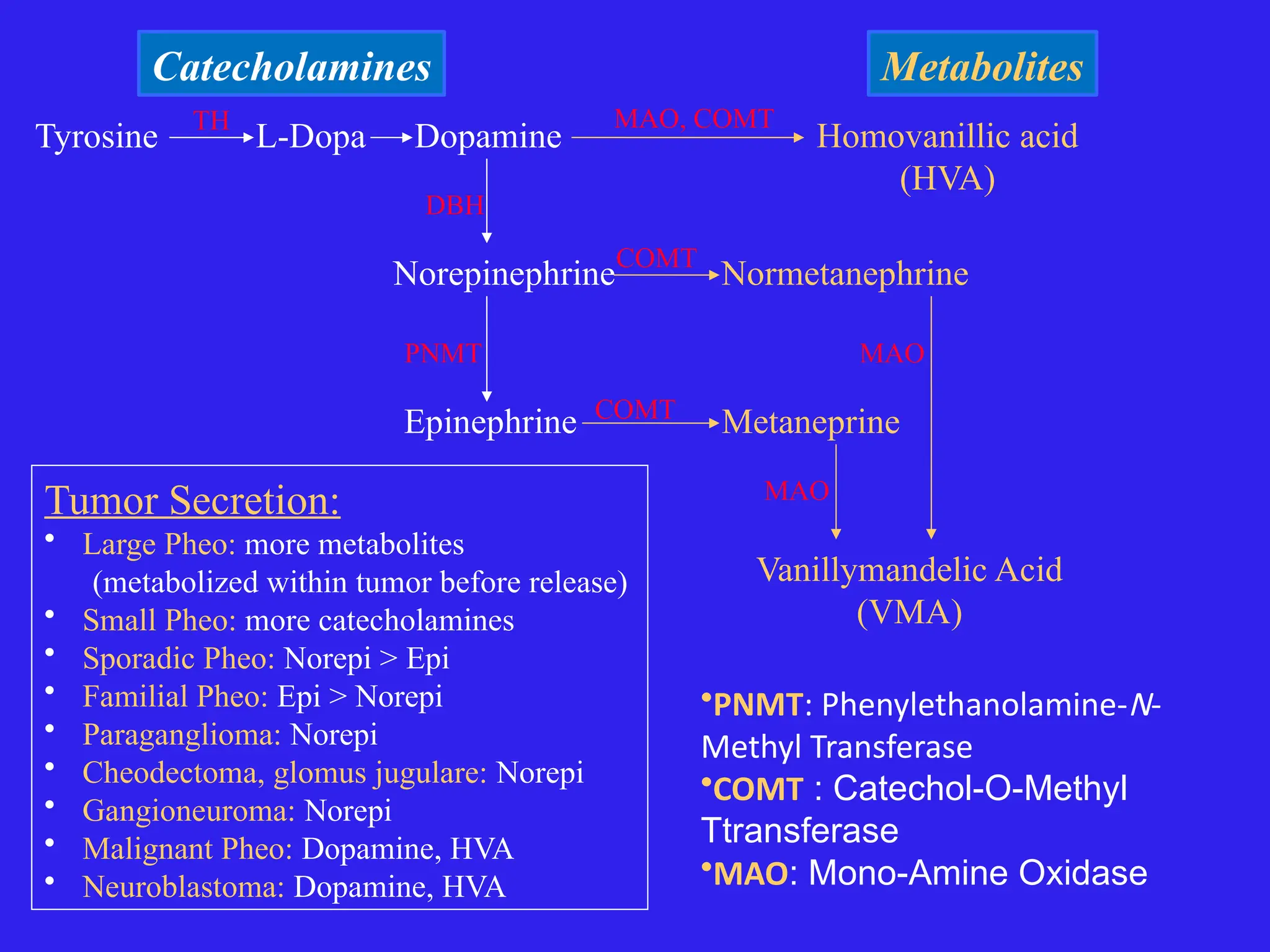 Pheochromocytoma.pptx for medicine students | PPTX
