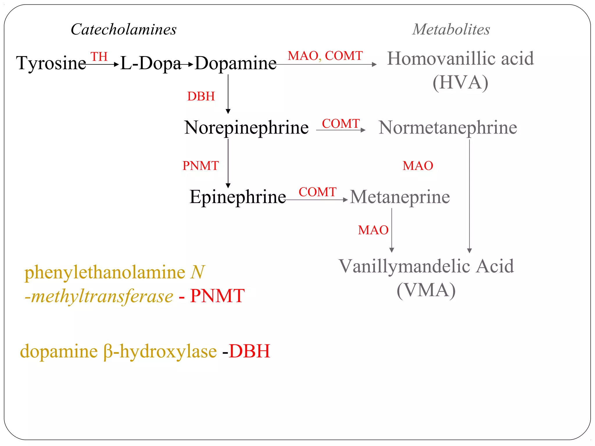 Pheochromocytoma and its anaesthetic management | PPT