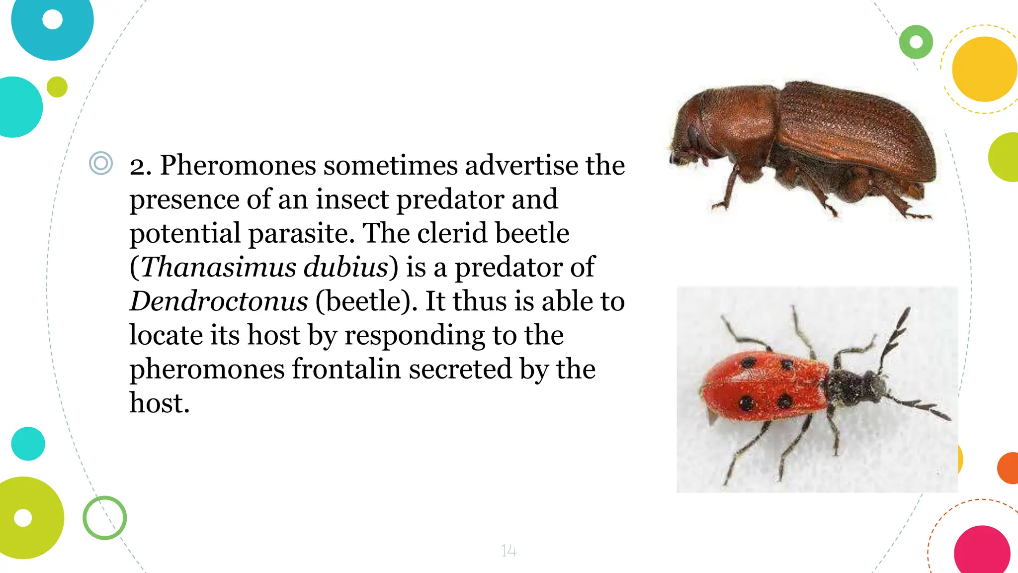 Pheremones by Namrata Singh Tomar M.Sc. I year.pptx