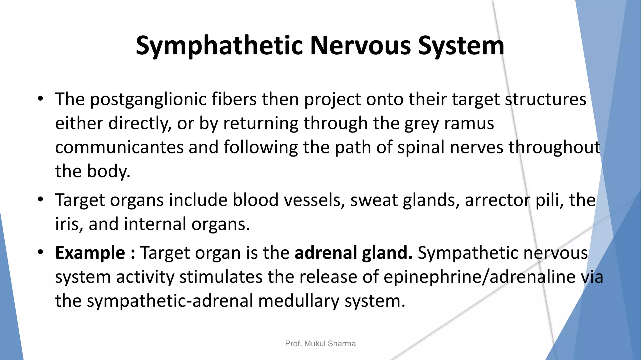 Peripheral Nervous System | PPT