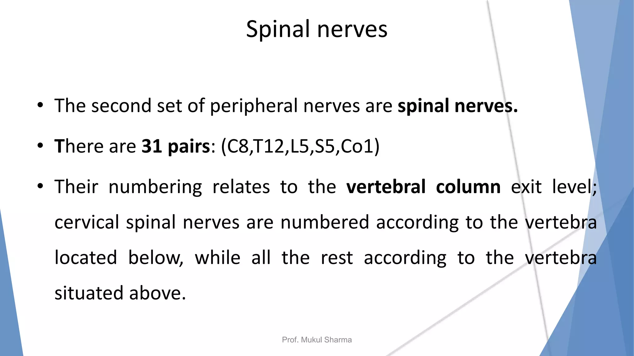 Peripheral Nervous System | PPT