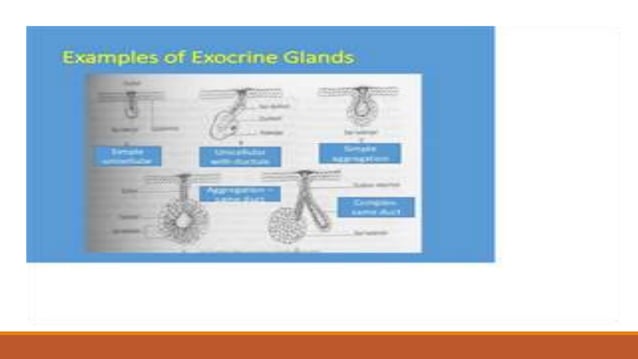 Definition of phermones and exocrine glands.pptx