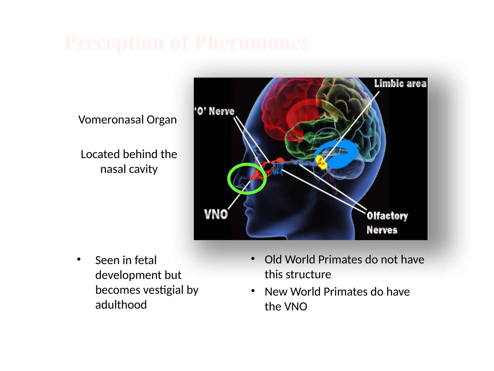 Pheromon.pptx. by Vishal mehra University of Rajasthan | PPTX