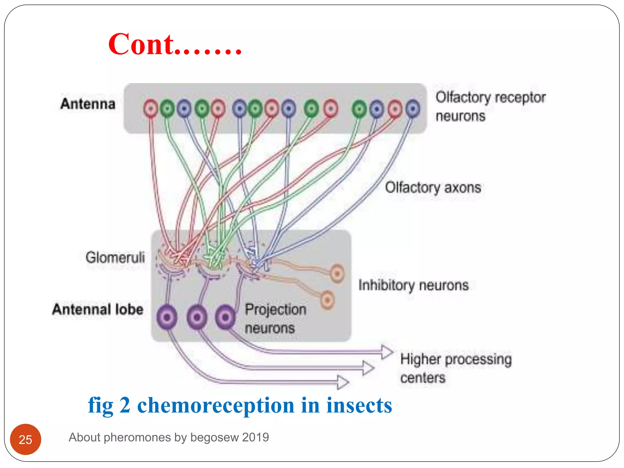 Pheromone | PPTX