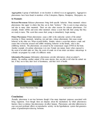 Pheromone | DOCX