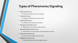 Pheromones! | PPTX