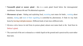 Ethology, ecology , biodiversity conservation - pheromones, types and ...