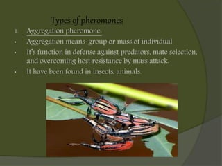 What Are Aggregation Pheromones? – WDLO