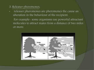 Pheromones bkk | PPTX