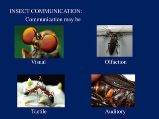 Pheromones synthesis perception and reception in insects | PPTX
