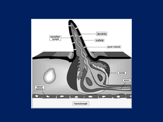 Pheromones synthesis perception and reception in insects | PPTX ...