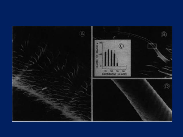 Pheromones synthesis perception and reception in insects | PPTX ...