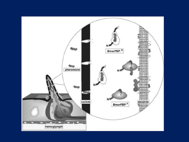 Pheromones synthesis perception and reception in insects | PPTX ...