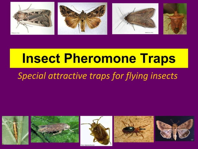 What are Insect Pheromone Traps | PPT | Beekeeping | Hobbies & Interests