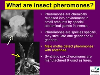 What are Insect Pheromone Traps | PPT