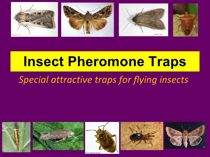What are Insect Pheromone Traps