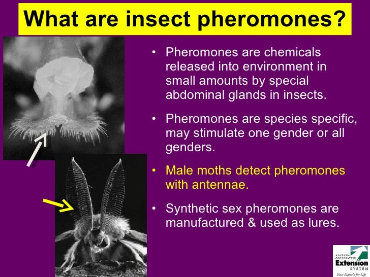What are Insect Pheromone Traps