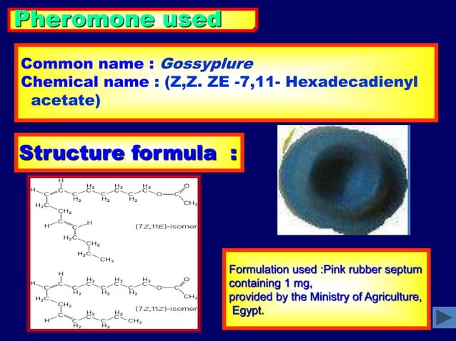 pheromone traps for assessment and monitoring محطة بحوث وقاية النباتات ...