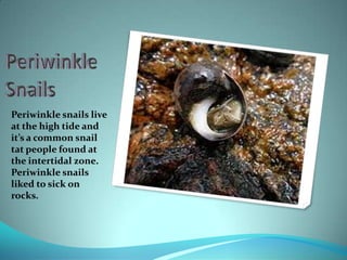 Phet’s presentation 2 | PPT