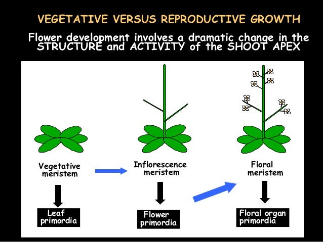 BS1003: The transition to flowering. Pat Heslop-Harrison