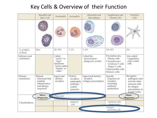 Immune System Mini Lecture