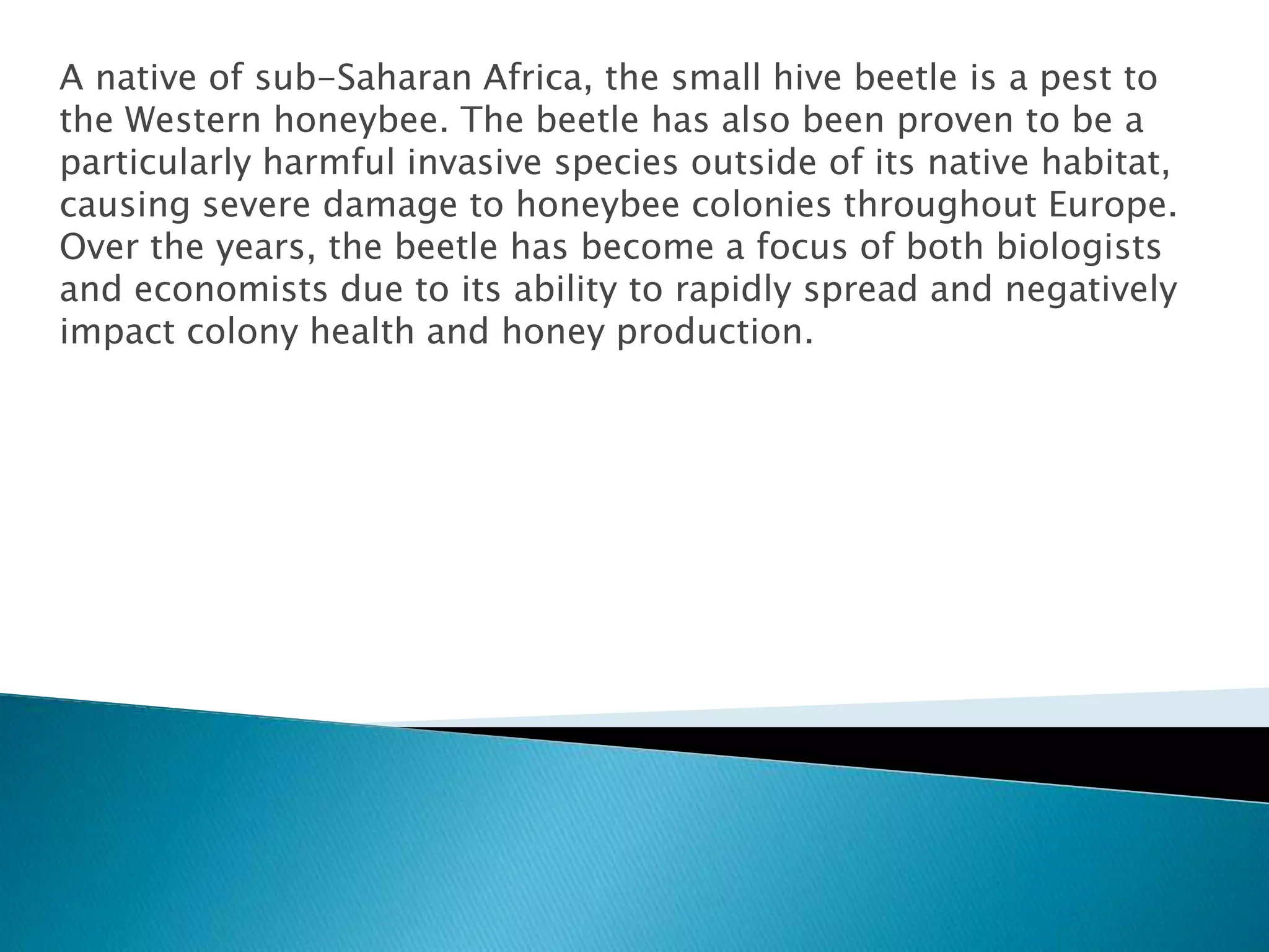 The Small Hive Beetle's Impact on Bee Colonies and Honey Production | PPTX