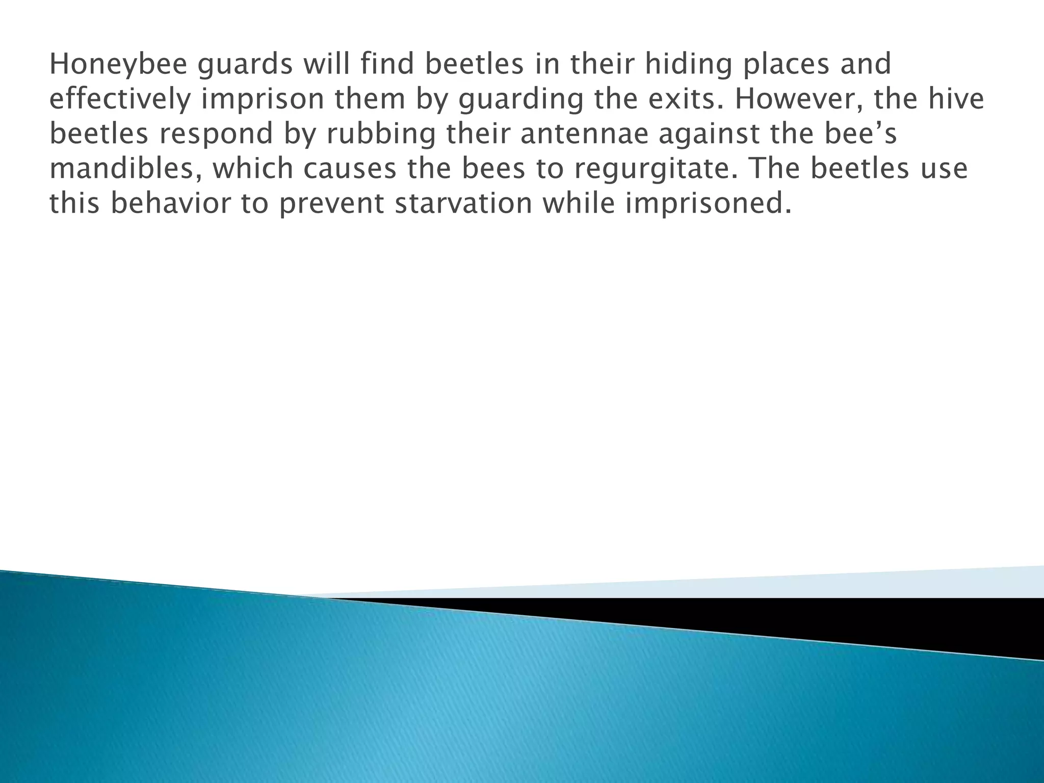 The Small Hive Beetle's Impact on Bee Colonies and Honey Production | PPTX