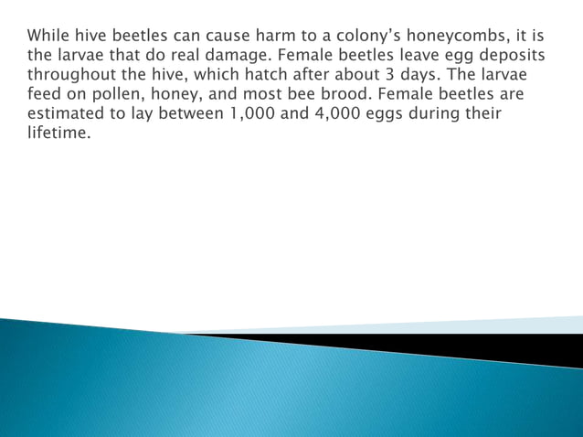 The Small Hive Beetle's Impact on Bee Colonies and Honey Production | PPTX | Beekeeping ...