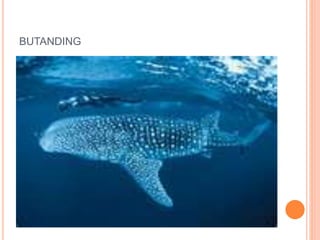 Philippine biodiversity | PPTX