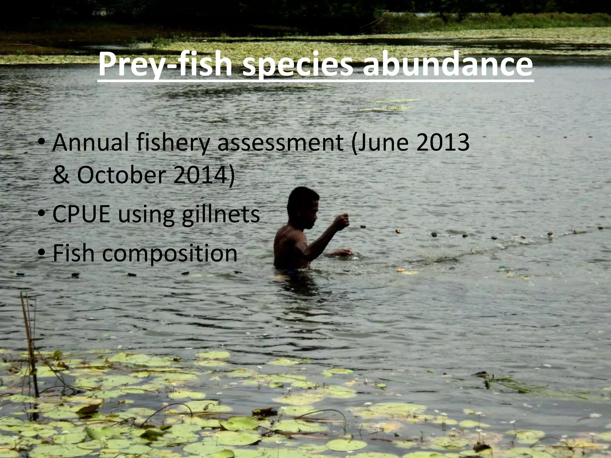 Philippine crocodile release program (status update) | PDF